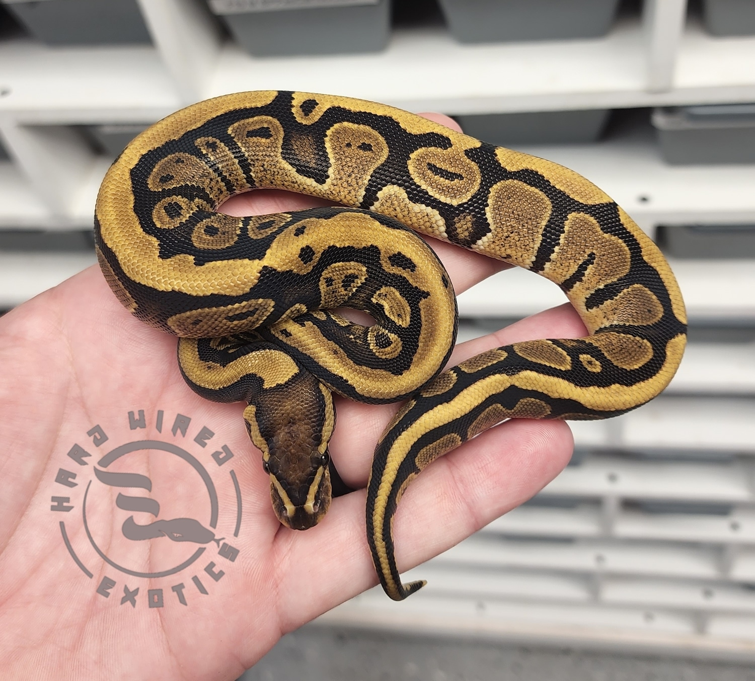 Vanilla Arroyo 1 Ball Python by Hard Wired Exotics - MorphMarket