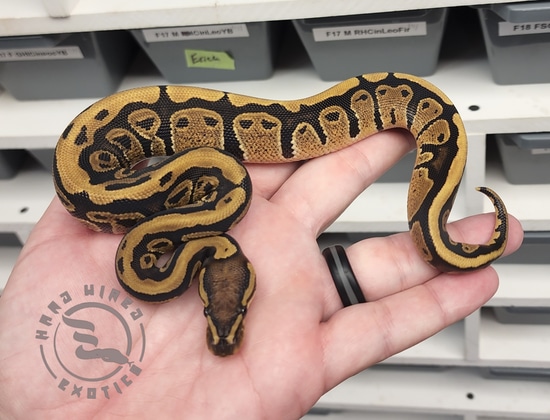 Vanilla Arroyo 2 Ball Python by Hard Wired Exotics