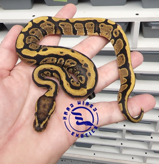 Vanilla Arroyo Ball Python by Hard Wired Exotics