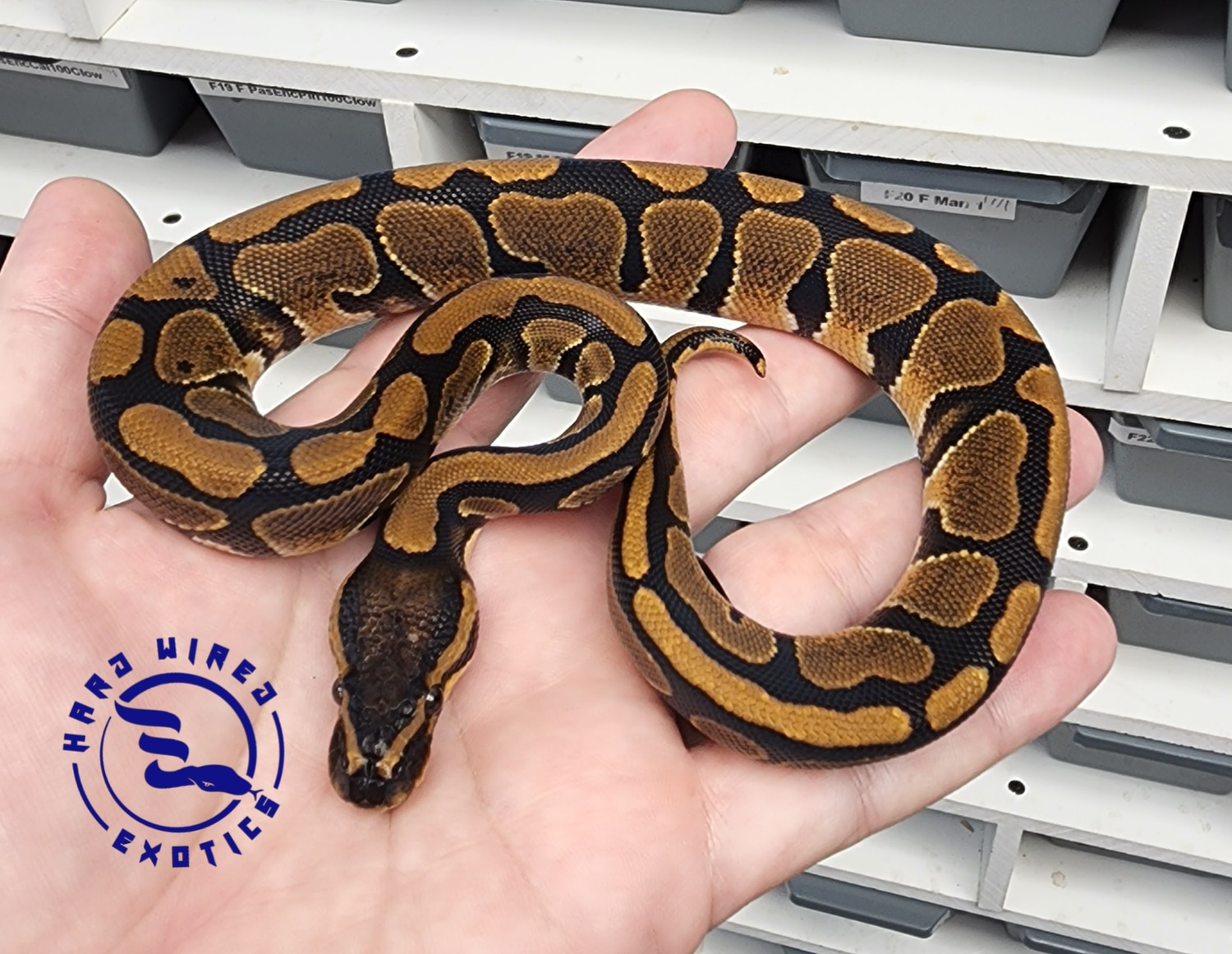 Super NR Mandarin Ball Python by Hard Wired Exotics - MorphMarket