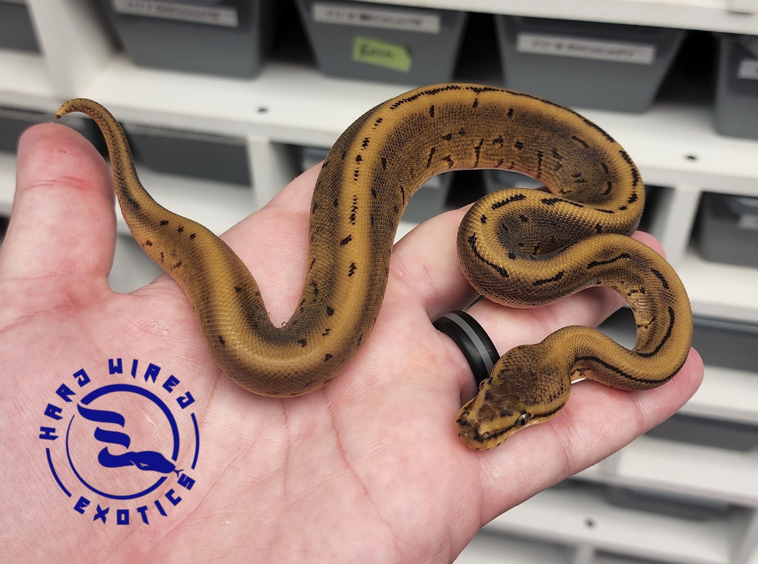 Leopard Spider Pinstripe Ball Python by Hard Wired Exotics - MorphMarket