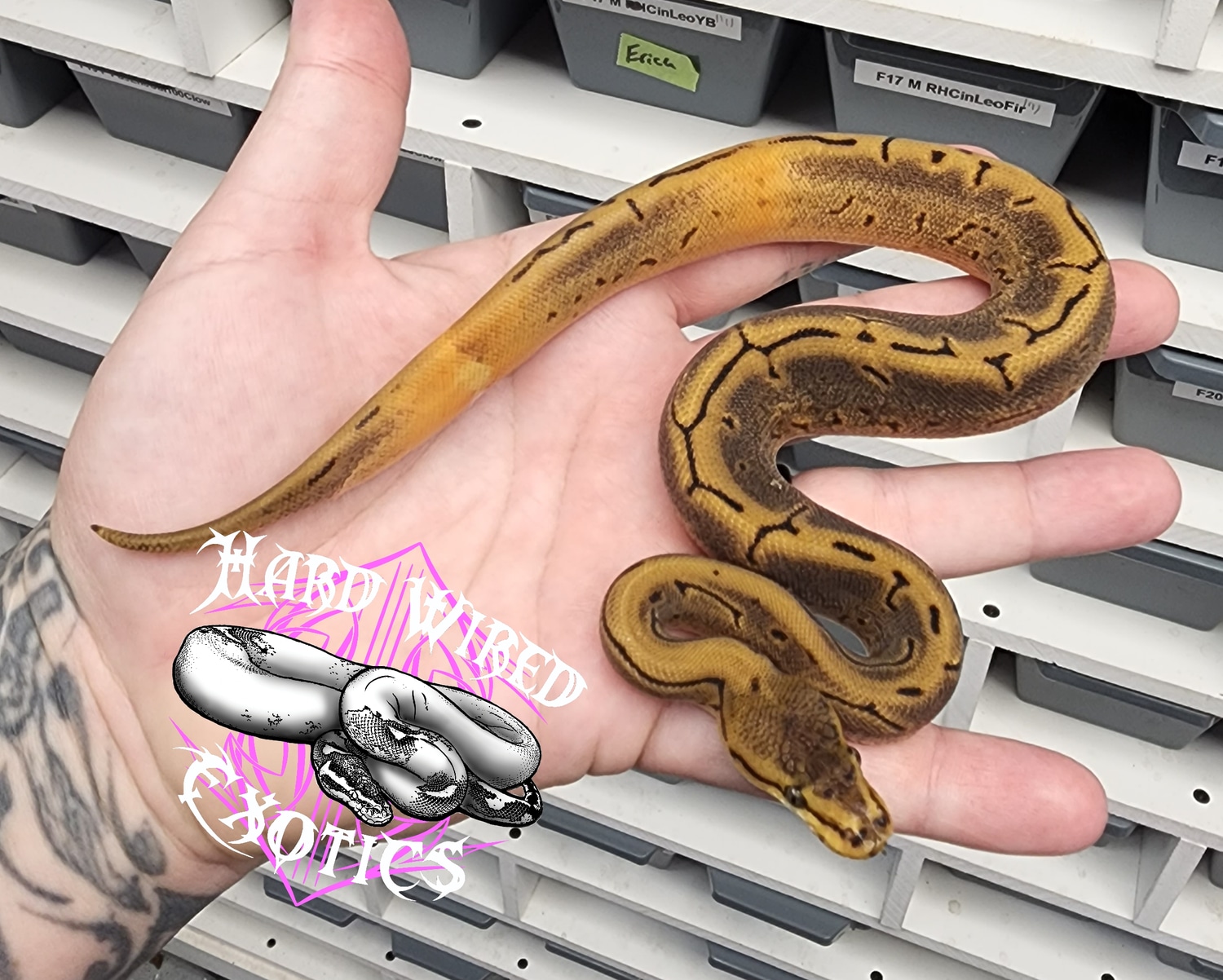 Leopard Calico Spinner Ball Python by Hard Wired Exotics - MorphMarket