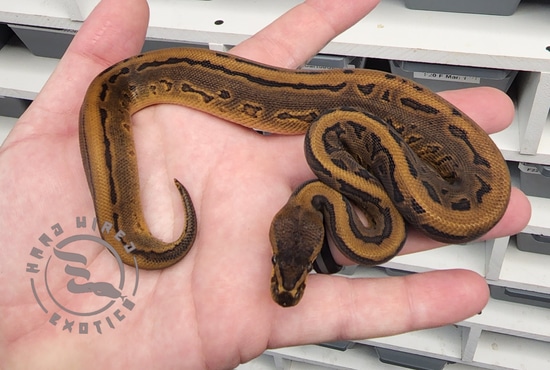 Leopard Pinstripe Calico Ball Python by Hard Wired Exotics