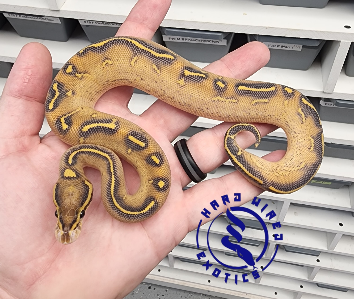 Highway Het Clown Pos Super Gravel 3 Ball Python by Hard Wired Exotics ...