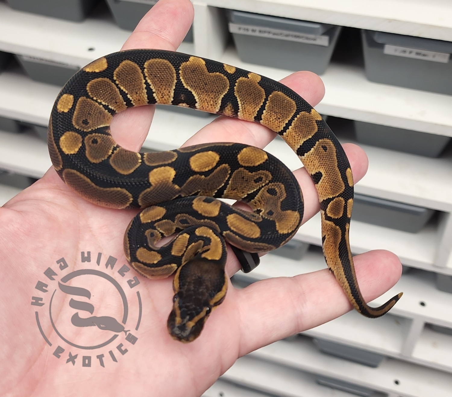 NR Mandarin 3 Ball Python by Hard Wired Exotics - MorphMarket