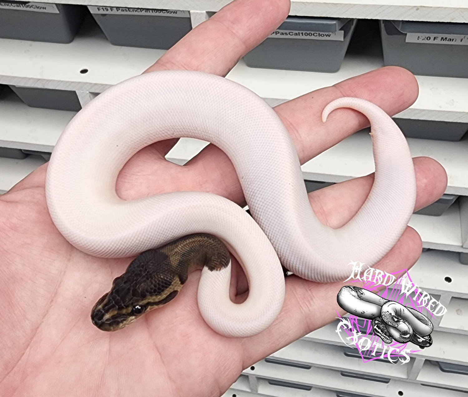 Black Pastel Pied Ball Python by Hard Wired Exotics - MorphMarket