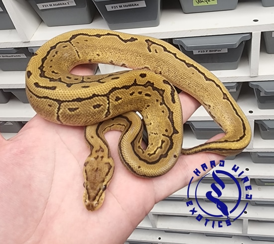 Vanilla Enchi Pinstripe Het Pied Het DG Ball Python by Hard Wired Exotics