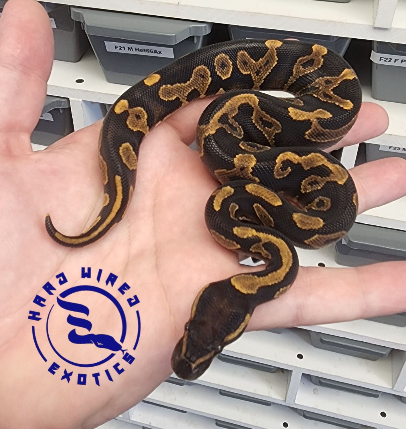 Bh Od Yb Ball Python by Hard Wired Exotics - MorphMarket