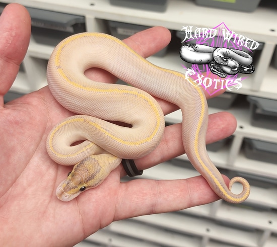 BH Ivory Pos OD Ball Python by Hard Wired Exotics