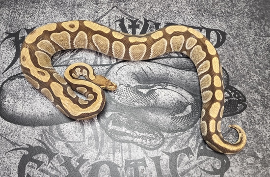 Enchi Cypress Het DG Pos Het Hypo Ball Python by Hard Wired Exotics