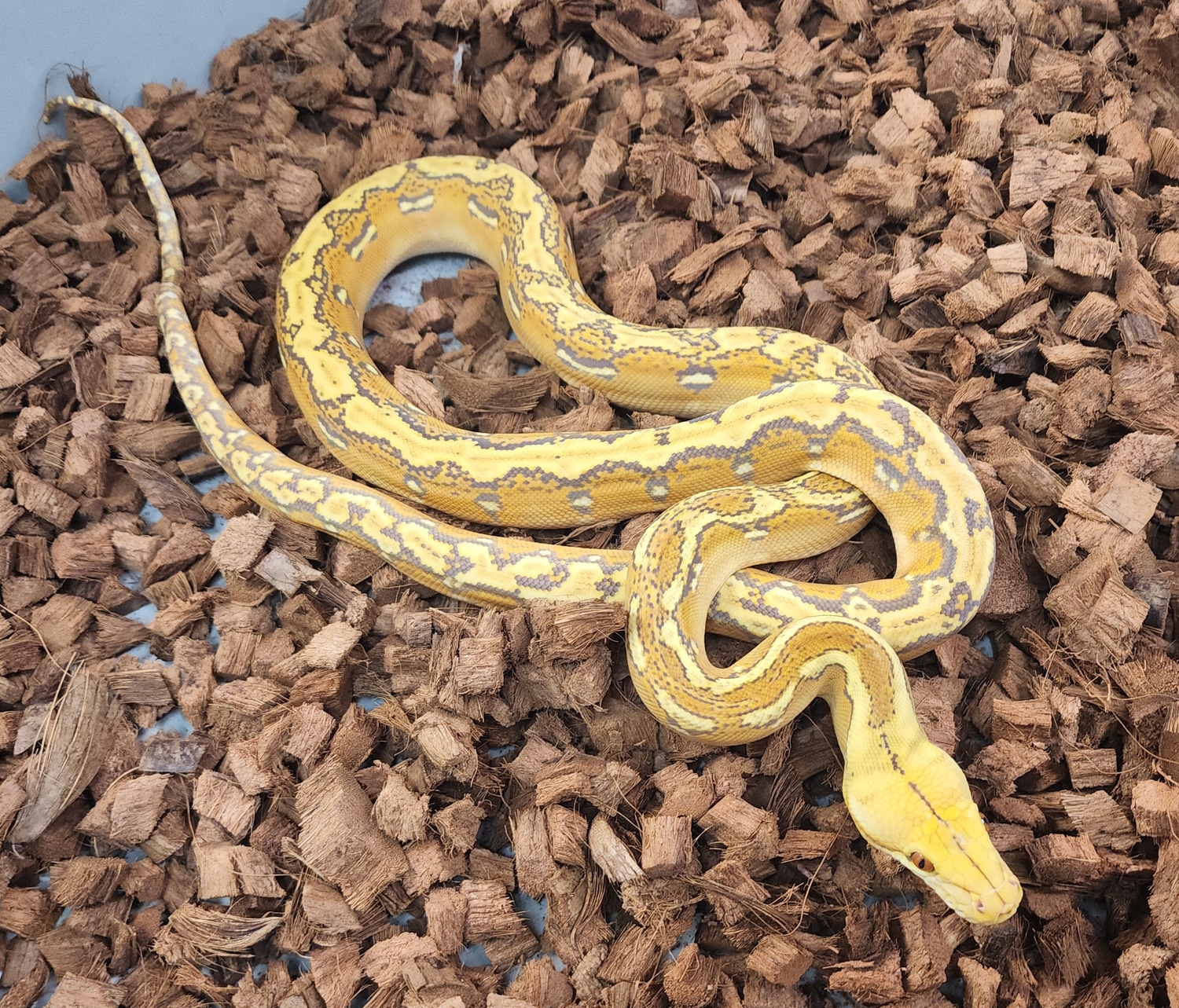 Phantom Mochino Reticulated Python by Hard Wired Exotics - MorphMarket