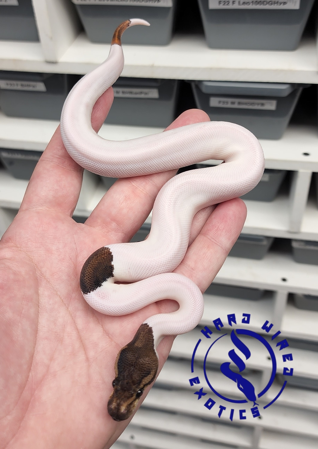 Black Pastel YB Pied Ball Python by Hard Wired Exotics - MorphMarket