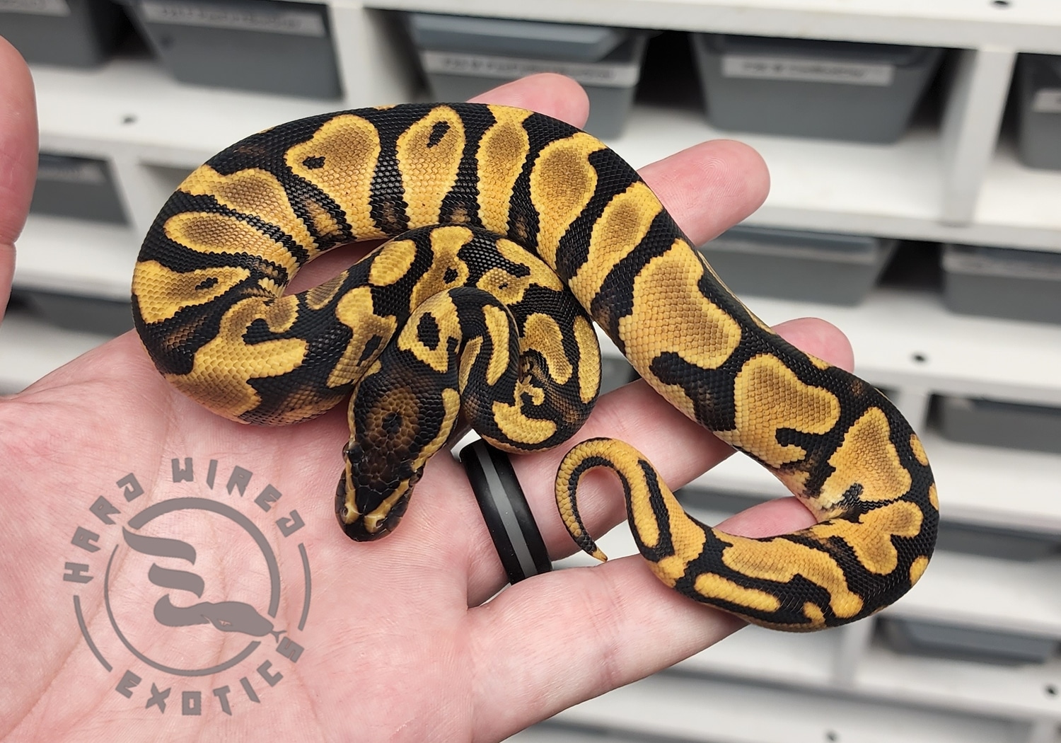 OD YB Het Pied Ball Python by Hard Wired Exotics - MorphMarket