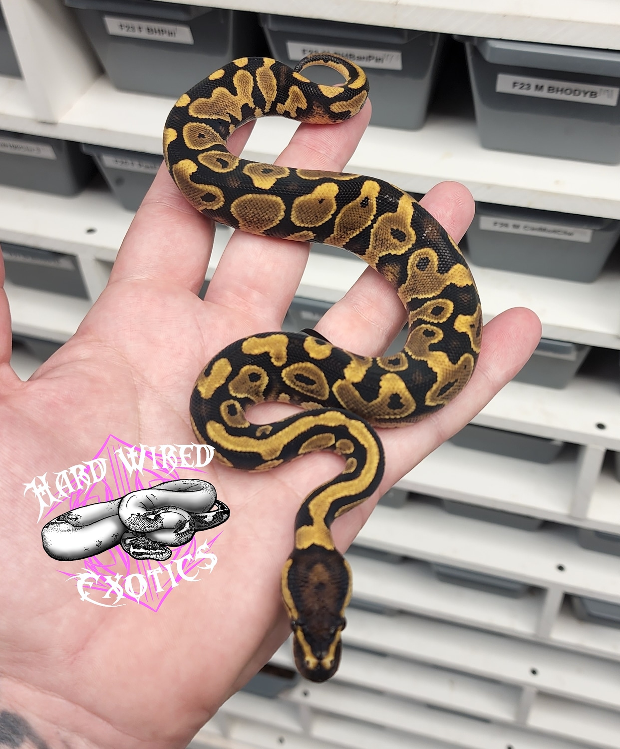 YB Het Pied Ball Python by Hard Wired Exotics - MorphMarket