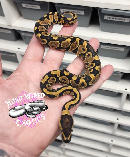 YB Het Pied Ball Python by Hard Wired Exotics
