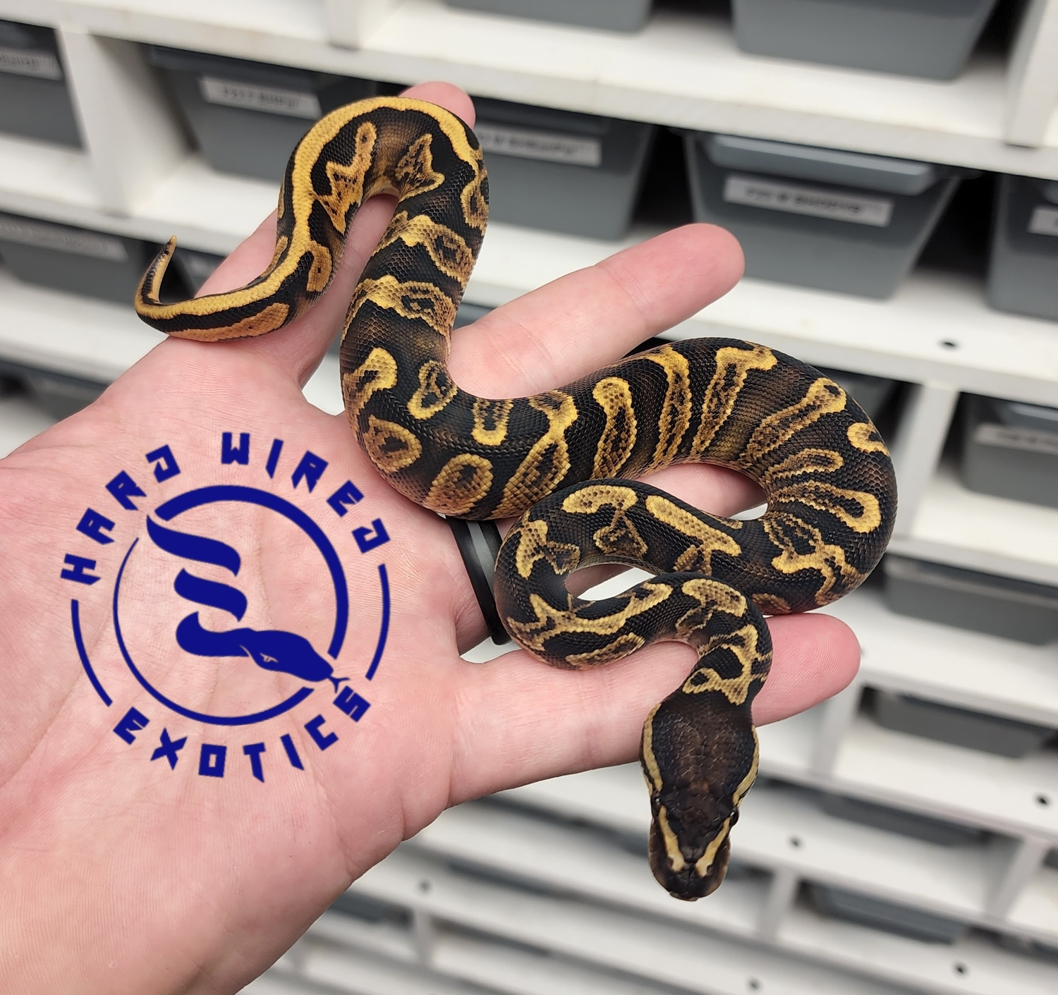 GHI YB OD Het Pied Ball Python by Hard Wired Exotics - MorphMarket