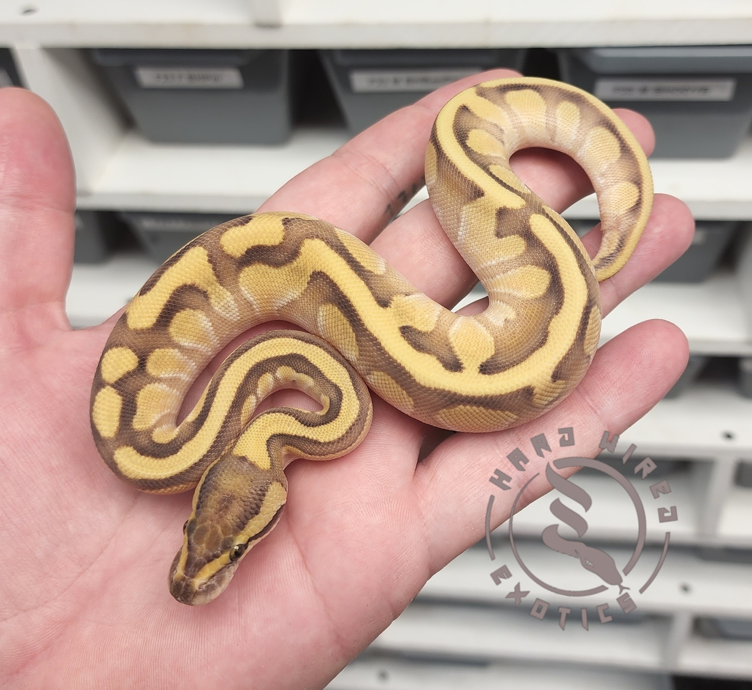 Vanilla Enchi Lesser Het DG Hypo Ball Python by Hard Wired Exotics - MorphMarket