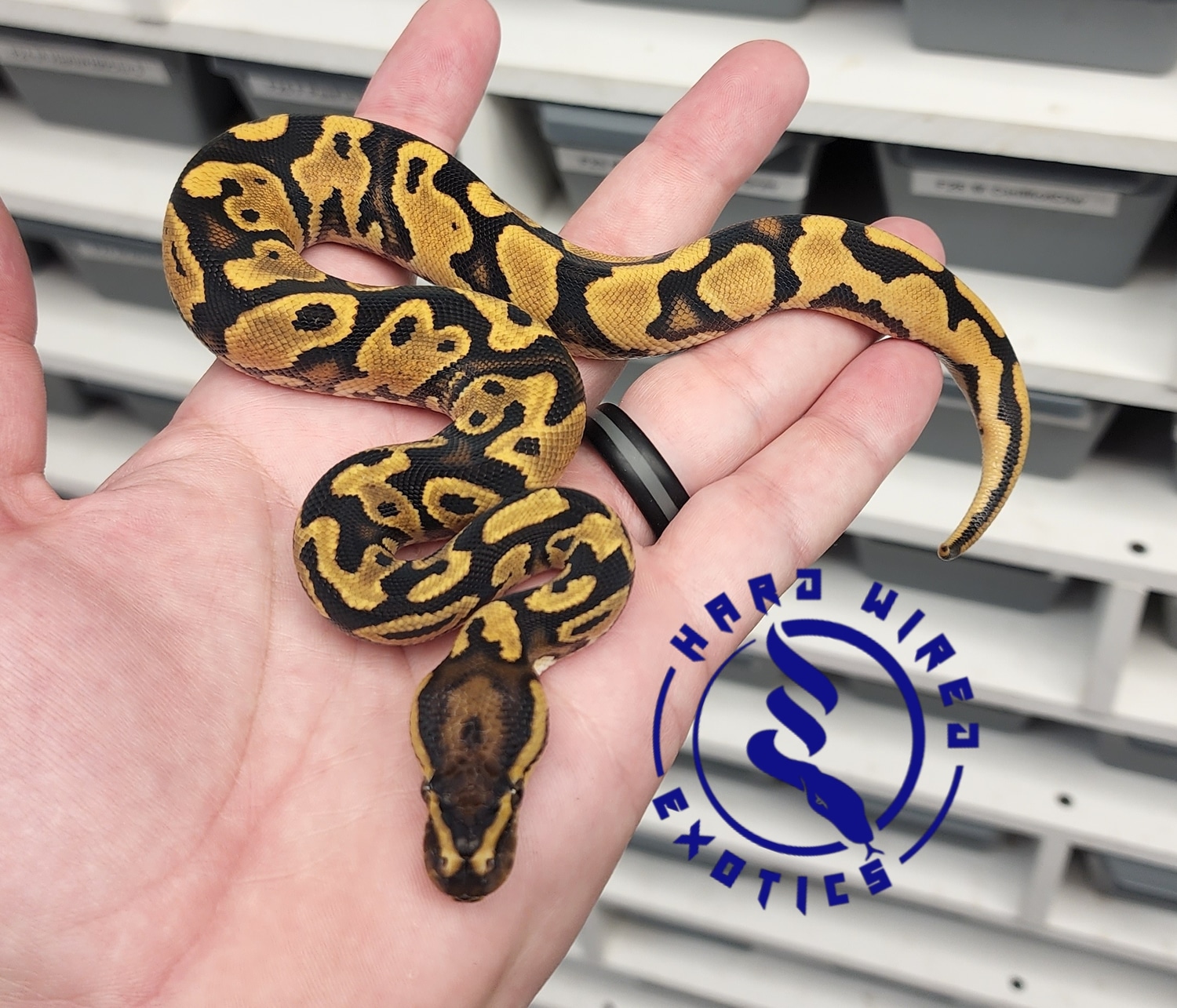 OD YB Het Pied Ball Python by Hard Wired Exotics - MorphMarket