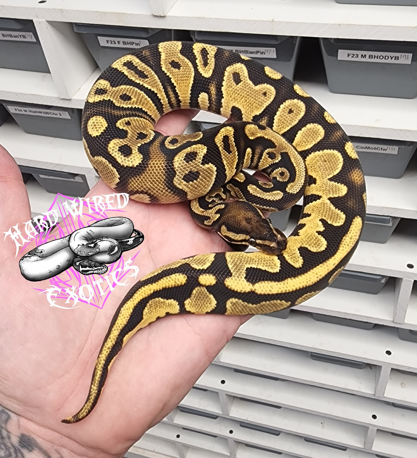 Od YB Het Pied Ball Python by Hard Wired Exotics - MorphMarket