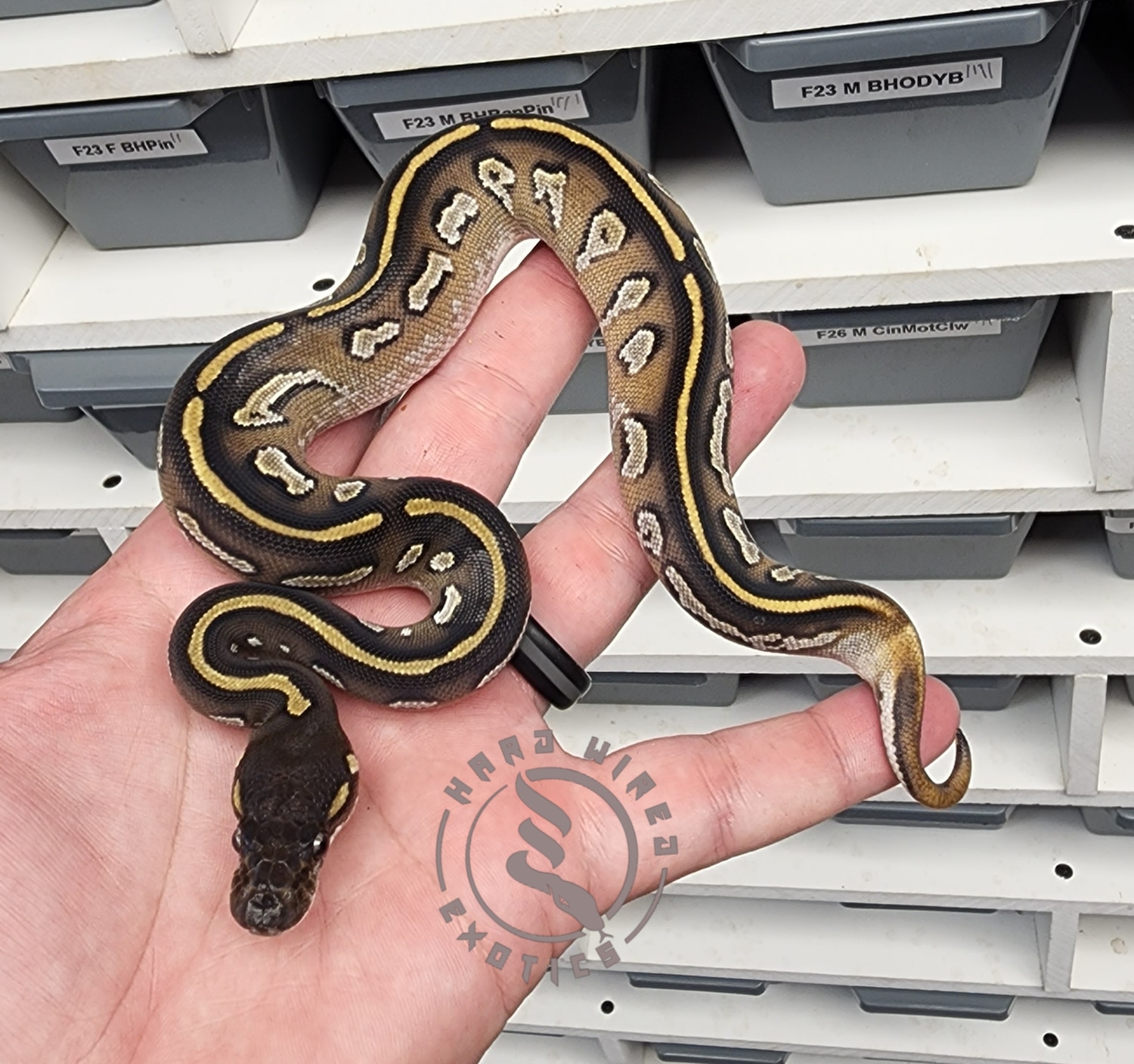 Black Head Mojave YB Pos Het Pied Ball Python by Hard Wired Exotics ...