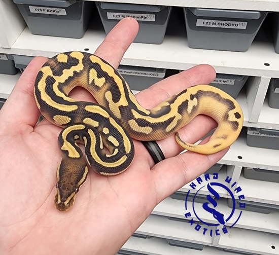 Mojave OD YB Ball Python by Hard Wired Exotics