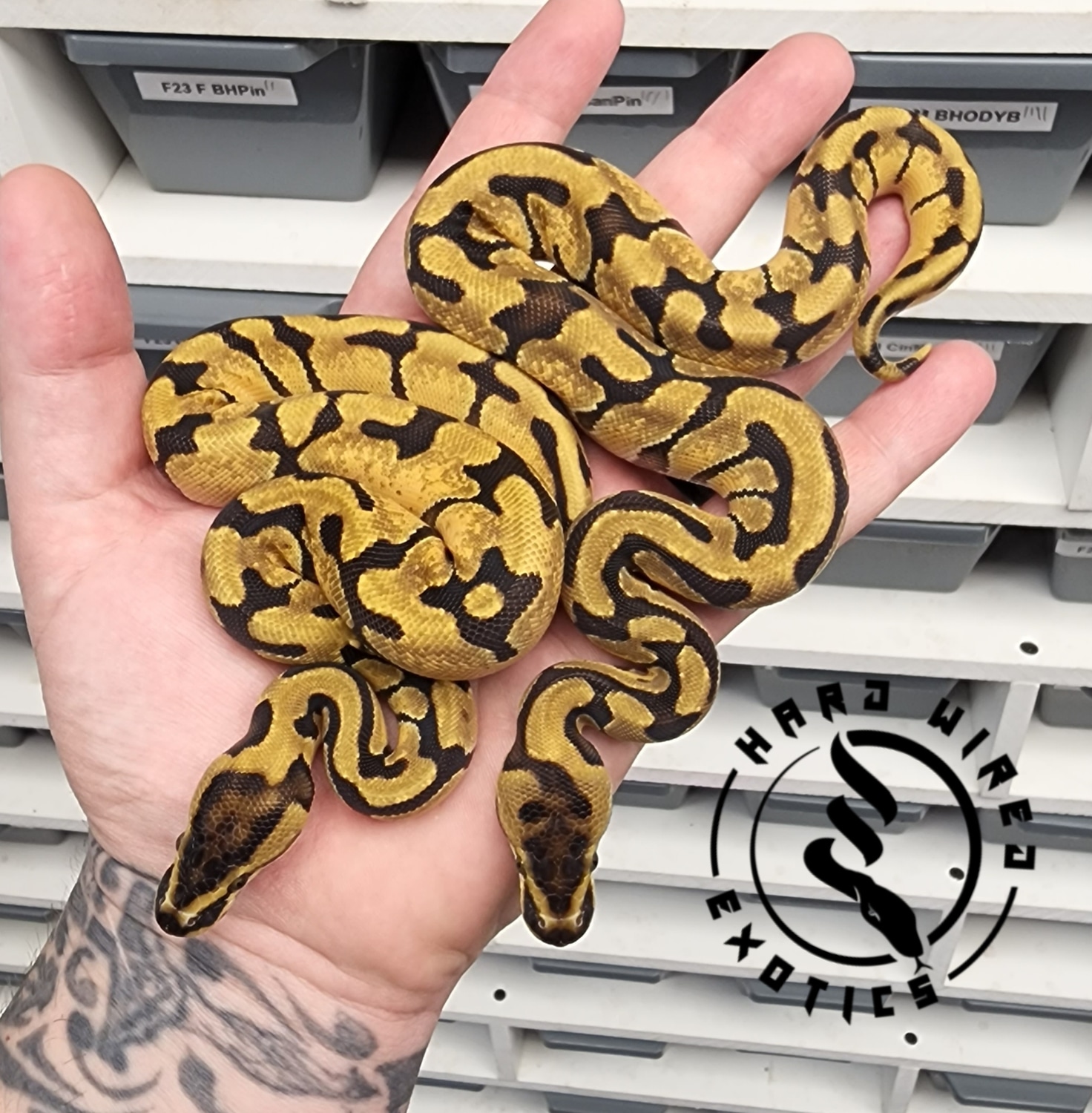 Super Enchi Het Rainbow Pair Ball Python by Hard Wired Exotics ...