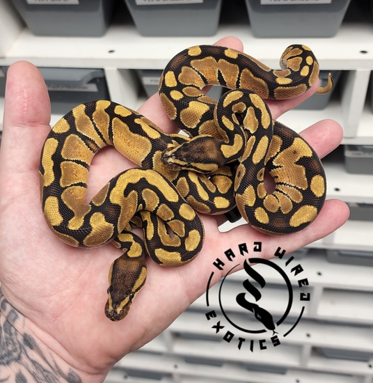 Enchi Het Rainbow Pair Ball Python by Hard Wired Exotics