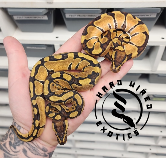 Pair OD Enchi Dh Rainbow Hypo 8 Ball Python by Hard Wired Exotics