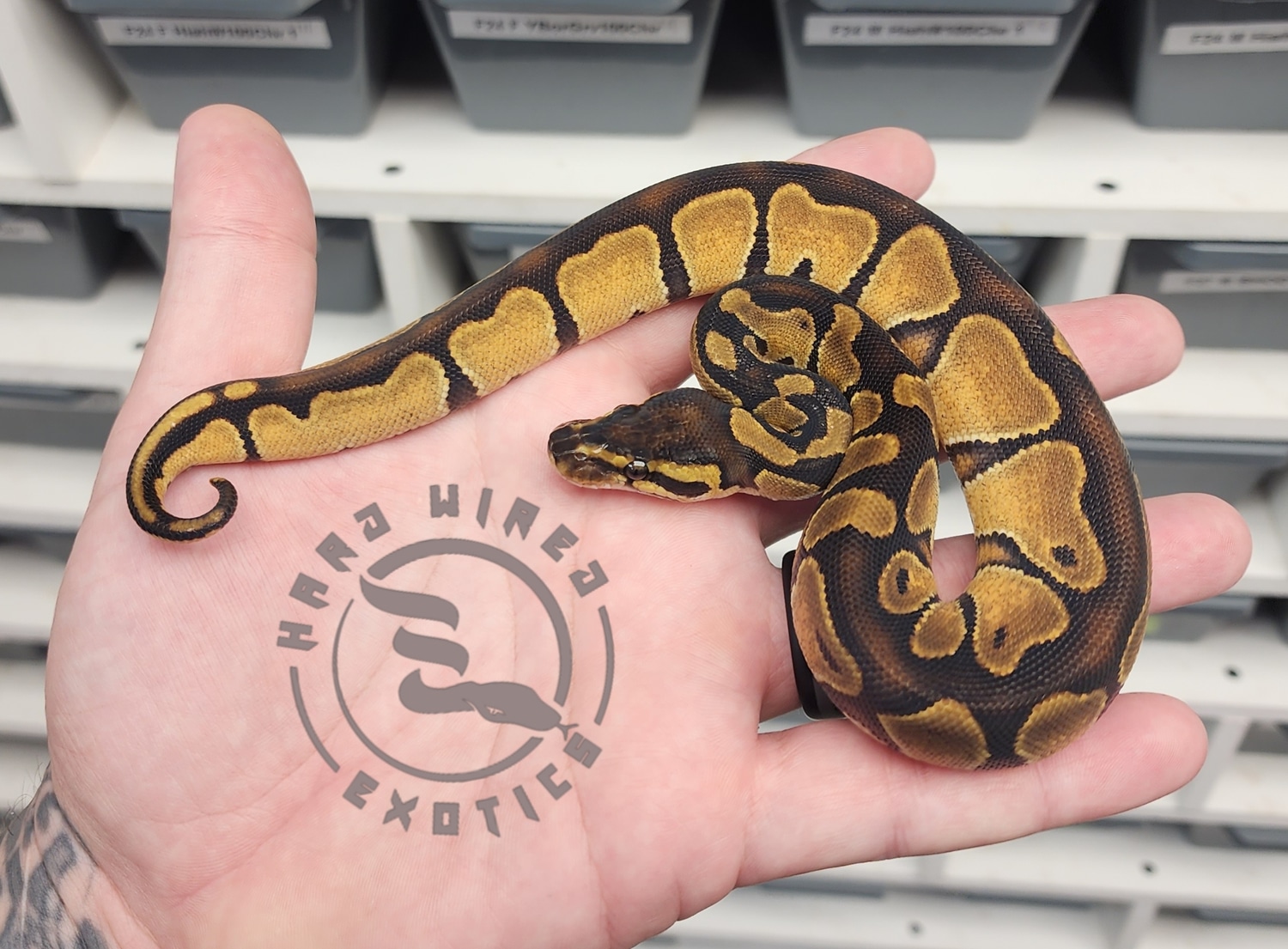 Blackhead Enchi Pos Het DG Ball Python by Hard Wired Exotics - MorphMarket
