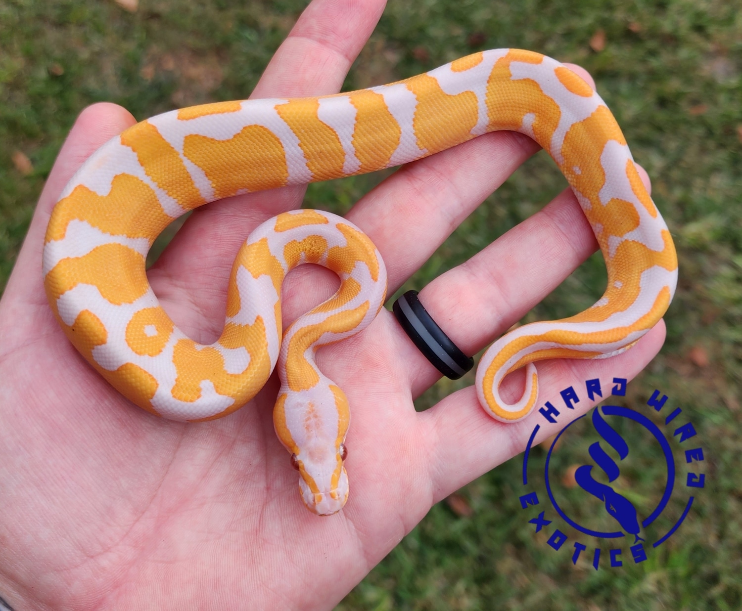 Leopard Lavender Albino Ball Python by Hard Wired Exotics - MorphMarket