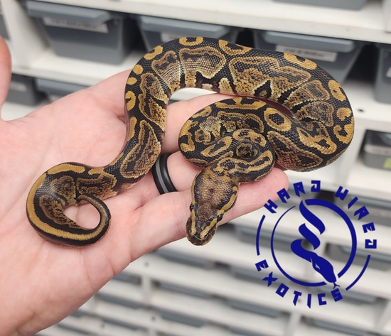 Atari 2 Ball Python by Hard Wired Exotics