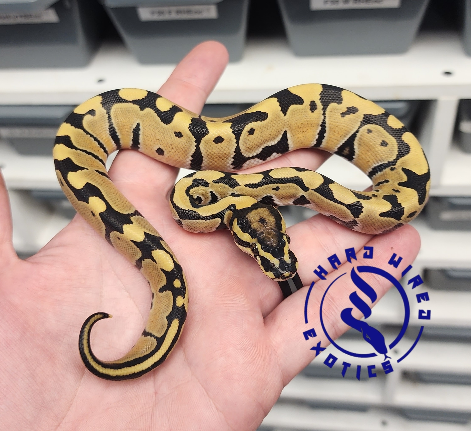 Mario DG Ball Python by Hard Wired Exotics - MorphMarket