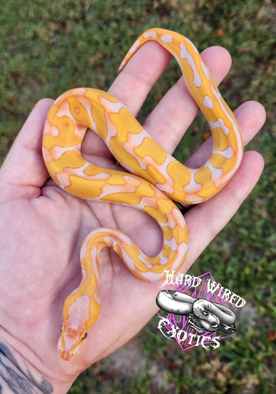 Starburst Enchi Leopard Lavender Ball Python by Hard Wired Exotics - MorphMarket