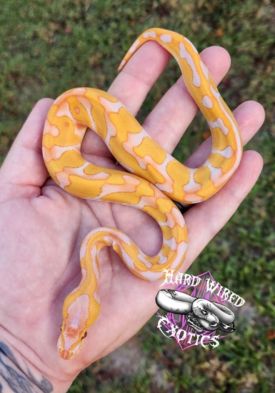 Starburst Enchi Leopard Lavender Ball Python by Hard Wired Exotics