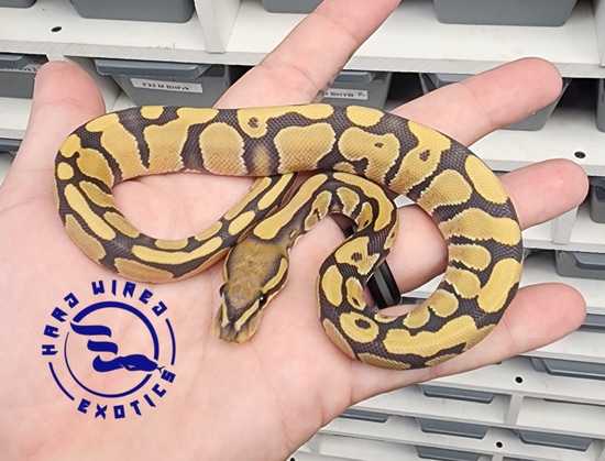 Vanilla Hypo DG Ball Python by Hard Wired Exotics