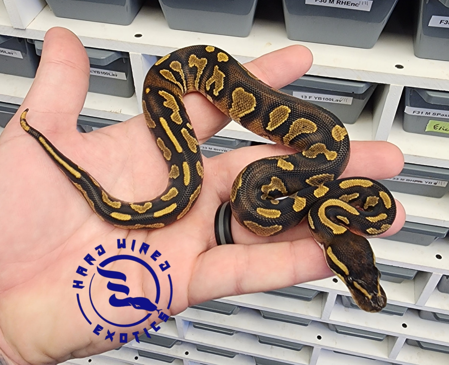 Blackhead OD YB Het Pied Ball Python by Hard Wired Exotics - MorphMarket