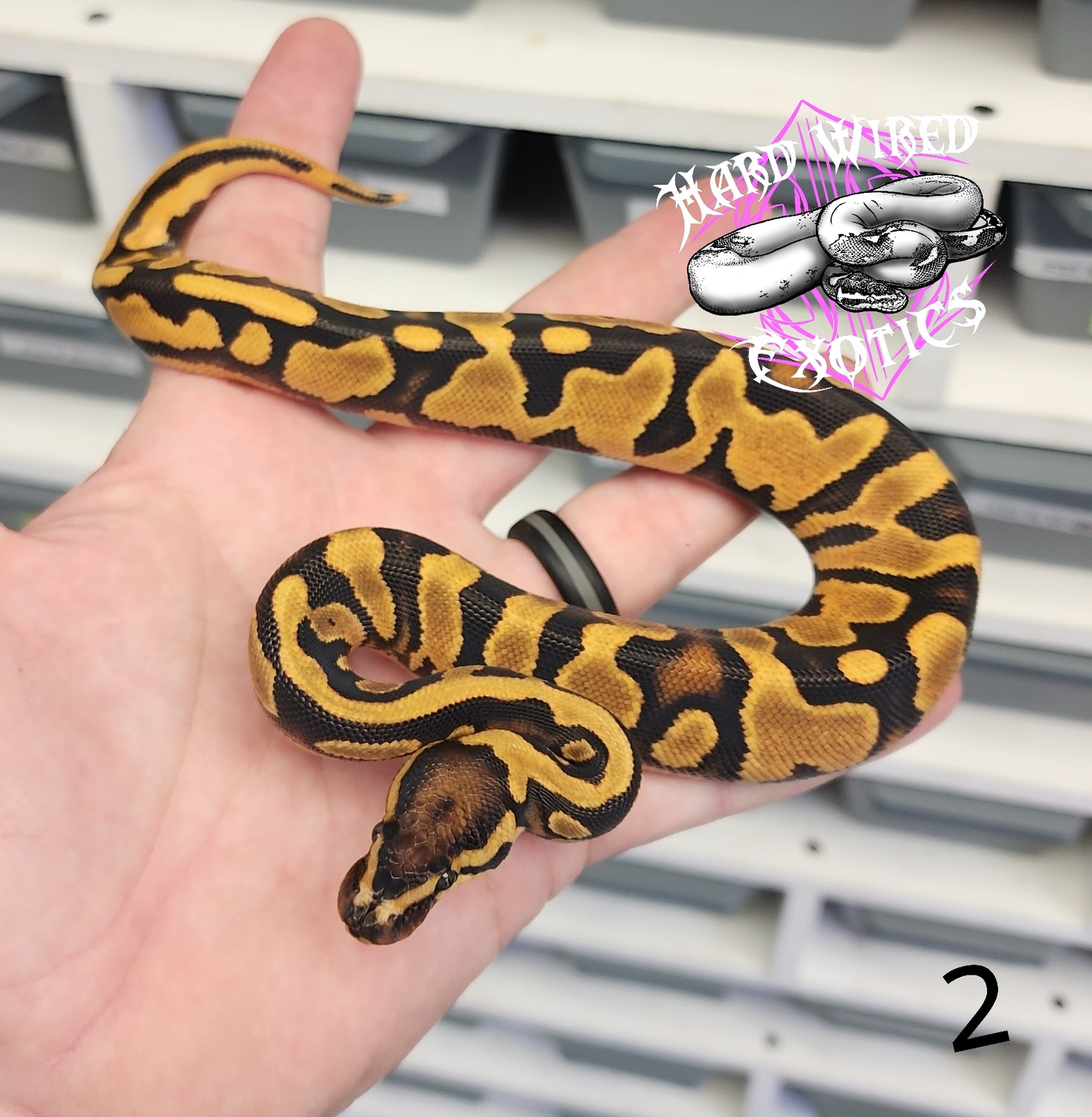 OD YB Het Hypo Pied 2 Ball Python by Hard Wired Exotics - MorphMarket