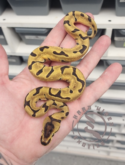 Super Enchi Puzzleback Ball Python by Hard Wired Exotics