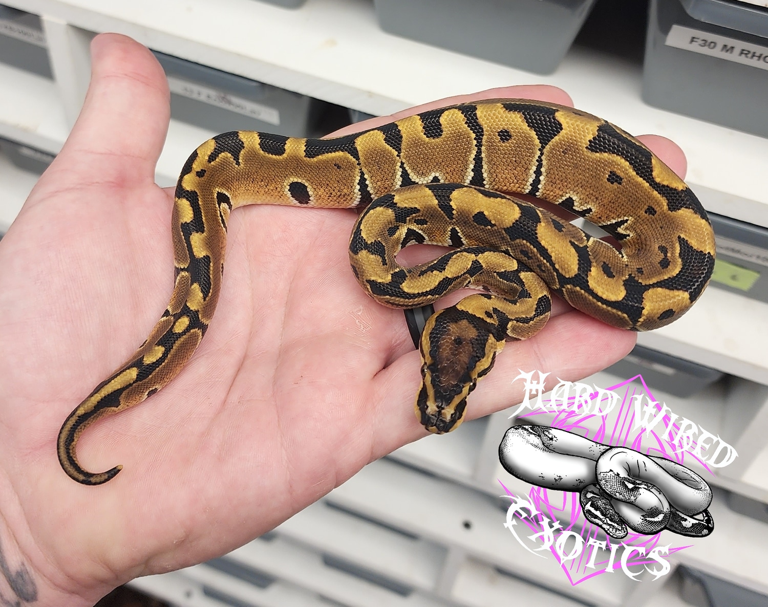 JW Pos Super Ball Python by Hard Wired Exotics - MorphMarket