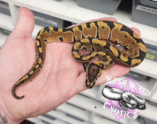 JW Pos Super Ball Python by Hard Wired Exotics