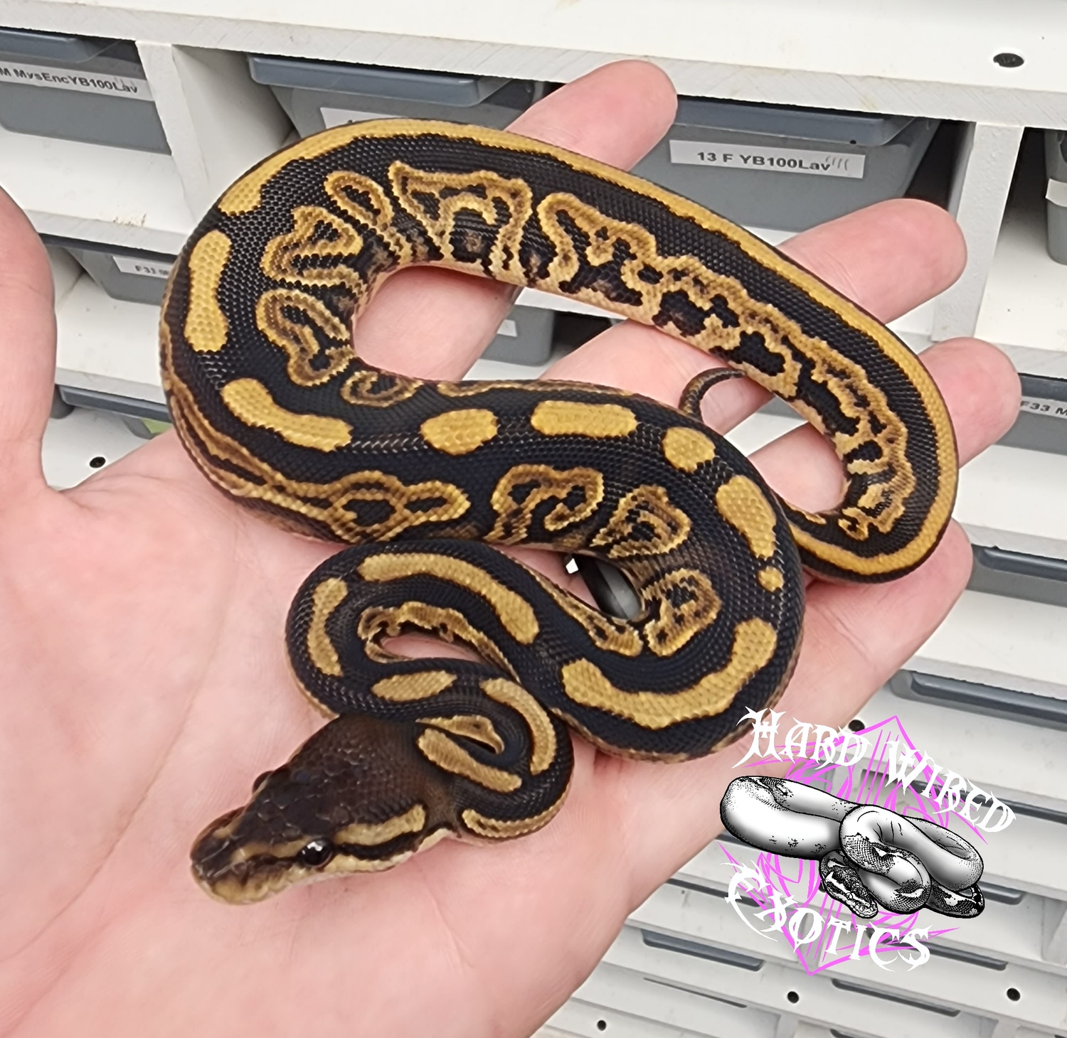 Black Pastel Yb Het Pied Ball Python by Hard Wired Exotics - MorphMarket