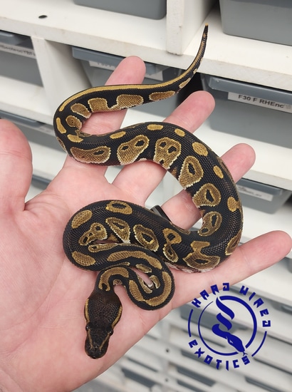 BH Ball Python by Hard Wired Exotics