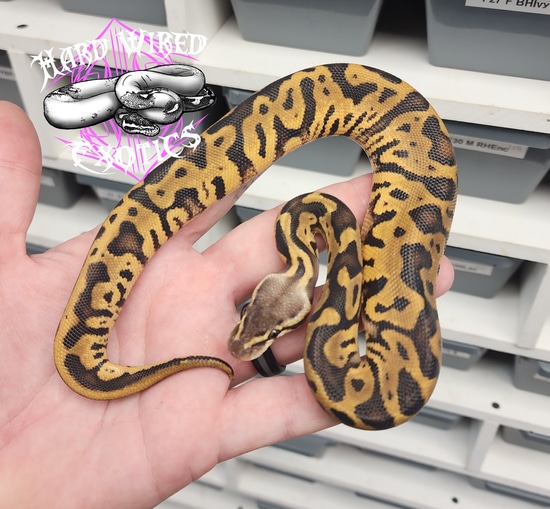 Pastel NR Mandarin Leopard Ball Python by Hard Wired Exotics