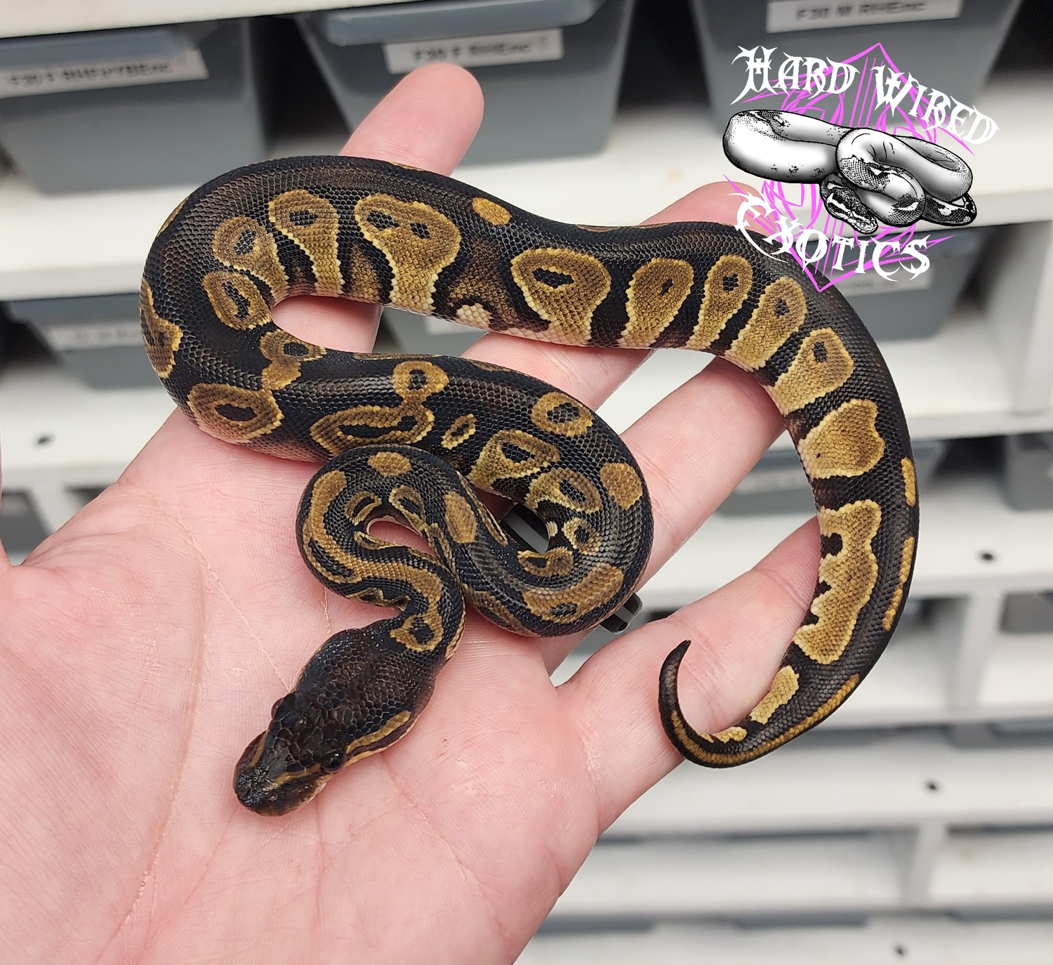 BH Ball Python by Hard Wired Exotics - MorphMarket