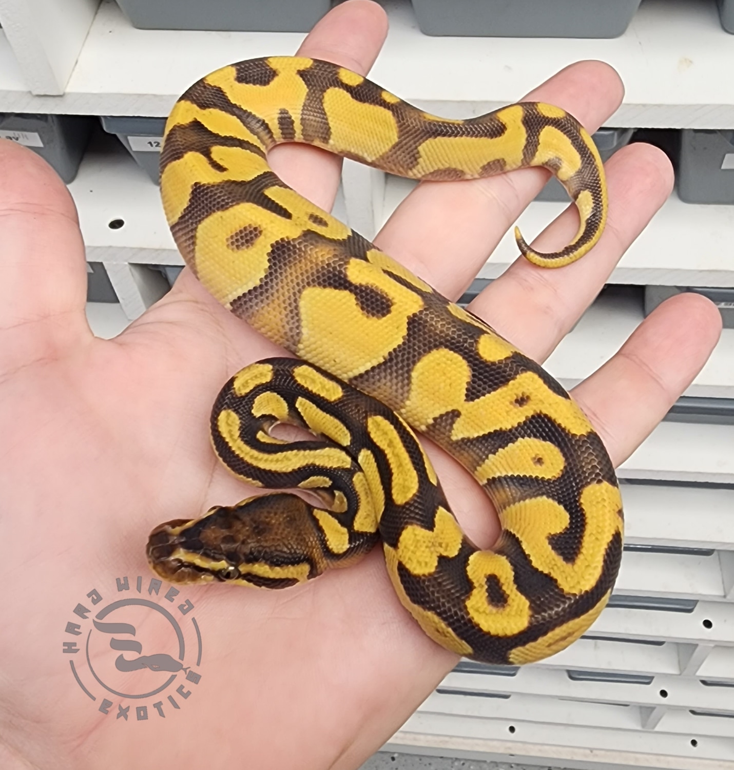 BH Spotnose Super OD Enchi Pos YB 2 Ball Python by Hard Wired Exotics ...