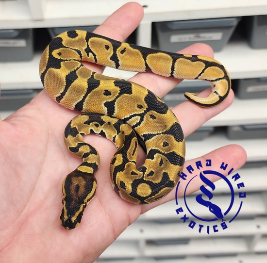 Mario OD Het DG Ball Python by Hard Wired Exotics