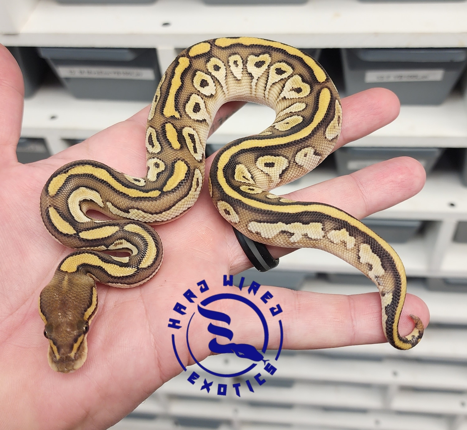 Lesser Bongo Het Clown Ball Python by Hard Wired Exotics - MorphMarket