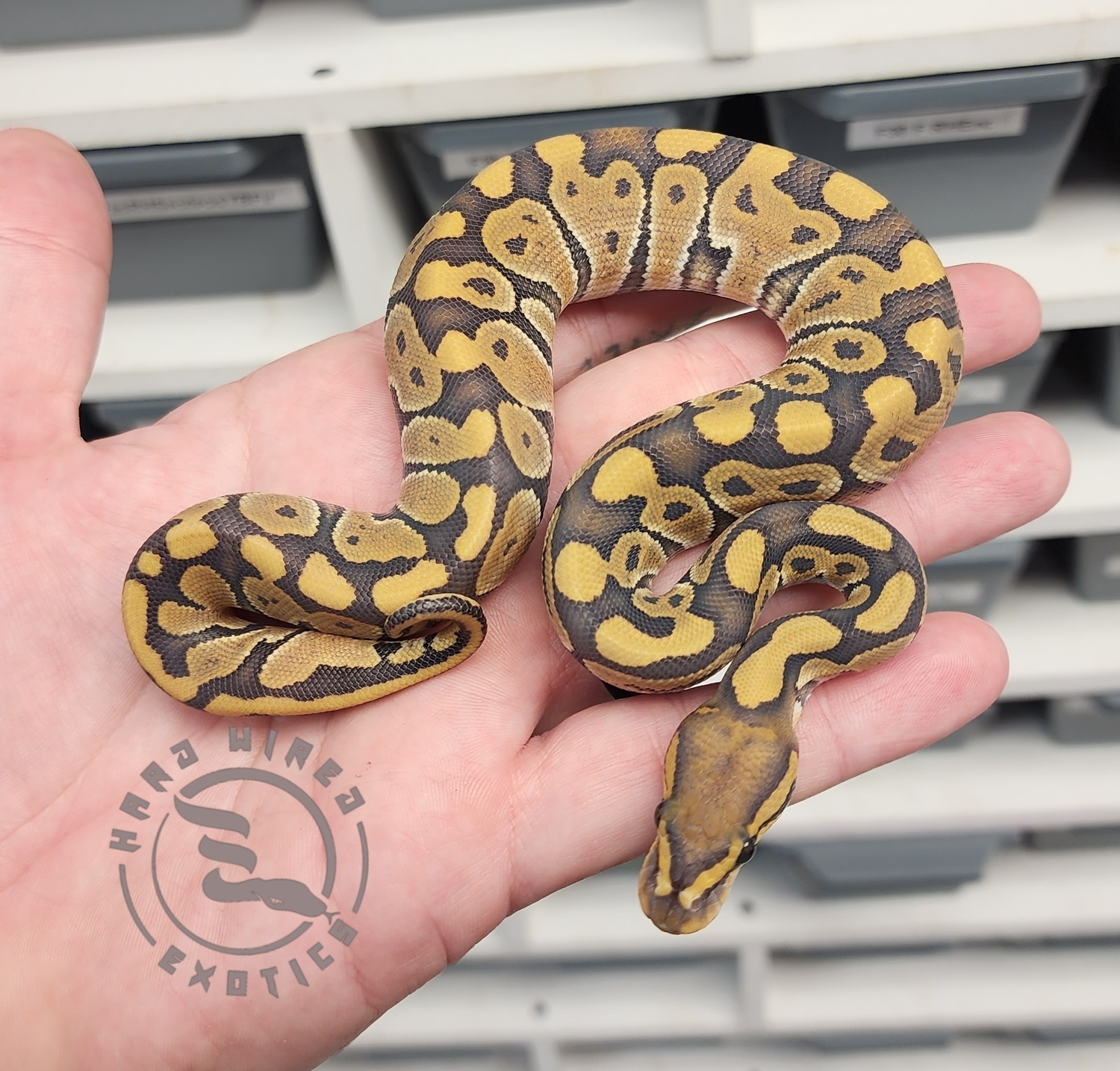Hypo Pos Chocolate Ball Python by Hard Wired Exotics - MorphMarket