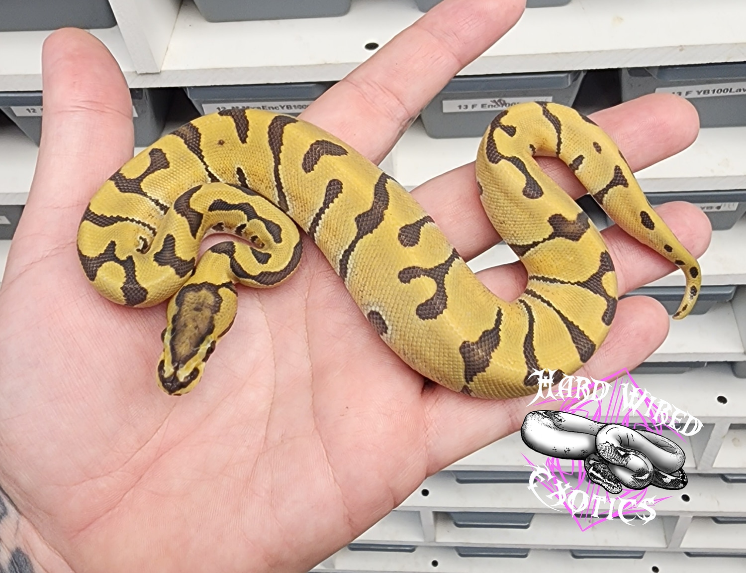 Super Enchi Hypo Ball Python by Hard Wired Exotics - MorphMarket
