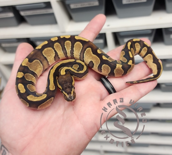 Enchi Chocolate Het Hypo Het Pied Ball Python by Hard Wired Exotics